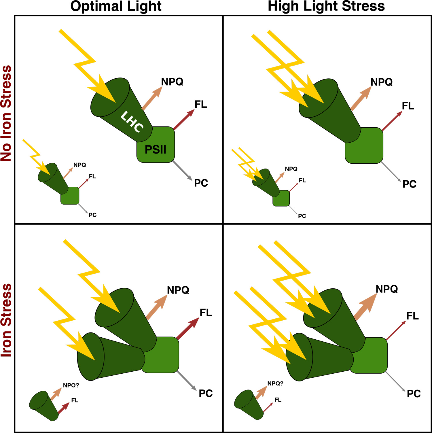 Irradiance-normalized non-photochemical quenching (NPQ): a new proxy of ...